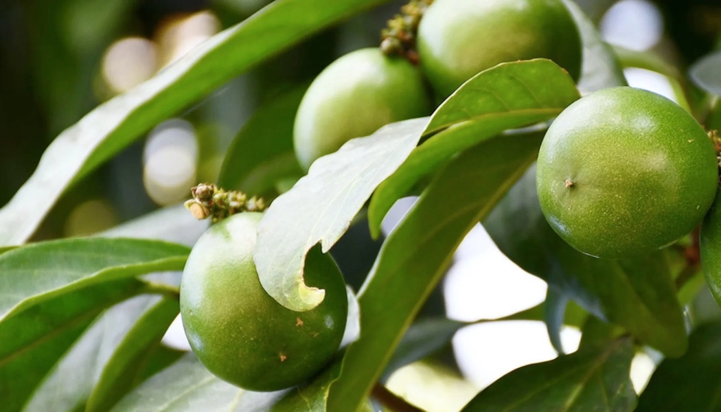 Óleo de cacay é poderoso ativo amazônico para os cuidados com a pele - Brazil Beauty News